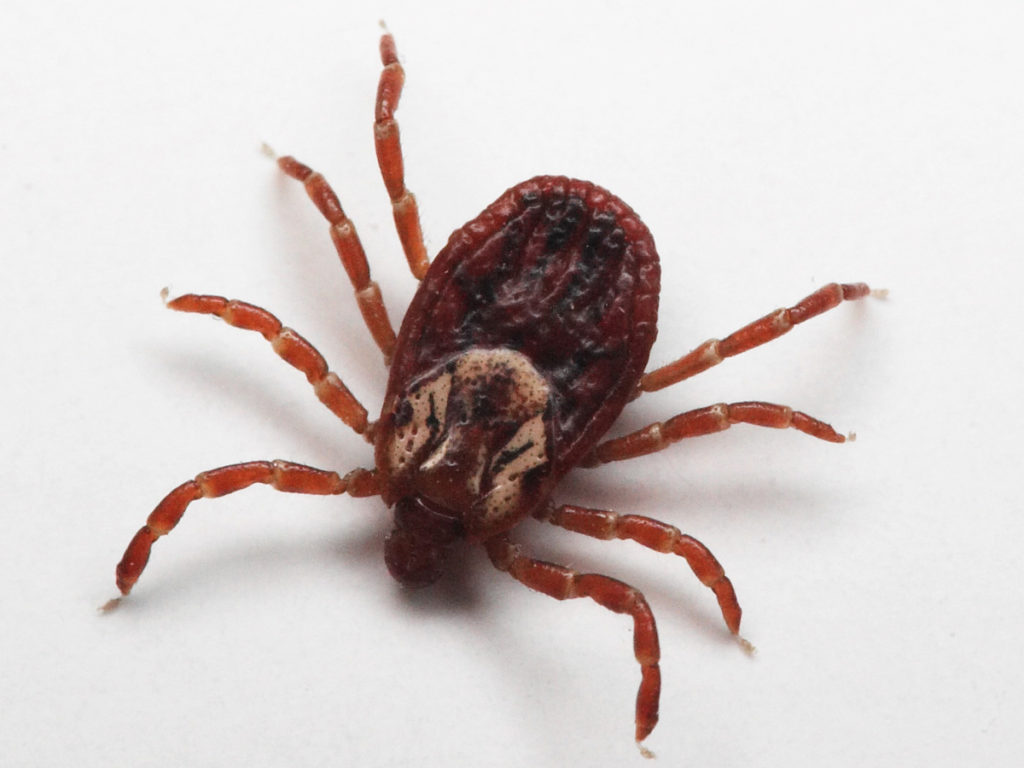 Tick talk: An overview of ticks in Lawrence | News, Sports, Jobs ...